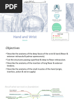 Palmar Hand Anatomy Overview | PDF | Hand | Musculoskeletal System