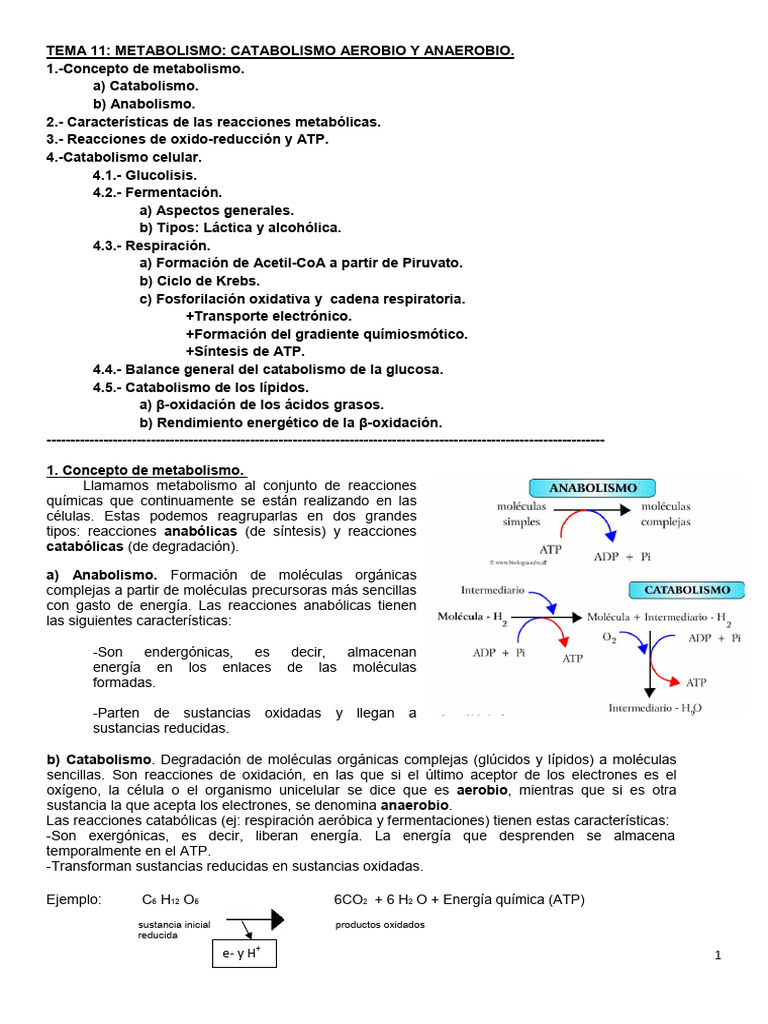 TEMA11METABOLISMOCATABOLISMO2021 | PDF | Trifosfato de adenosina | Respiración celular