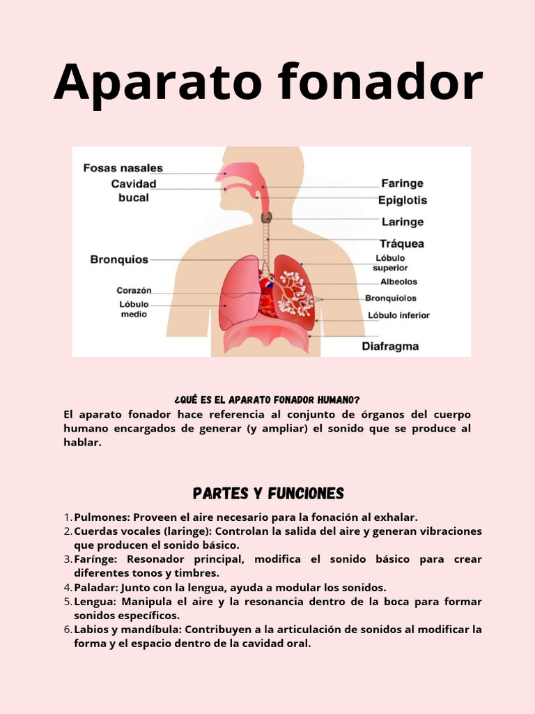 Aparato fonador | Descargar gratis PDF | Boca | Voz humana