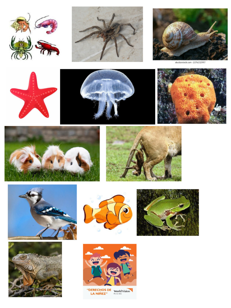 Animals Pdf