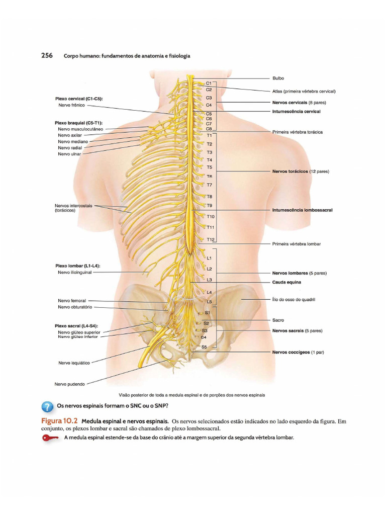 Nervos Espinhais | PDF