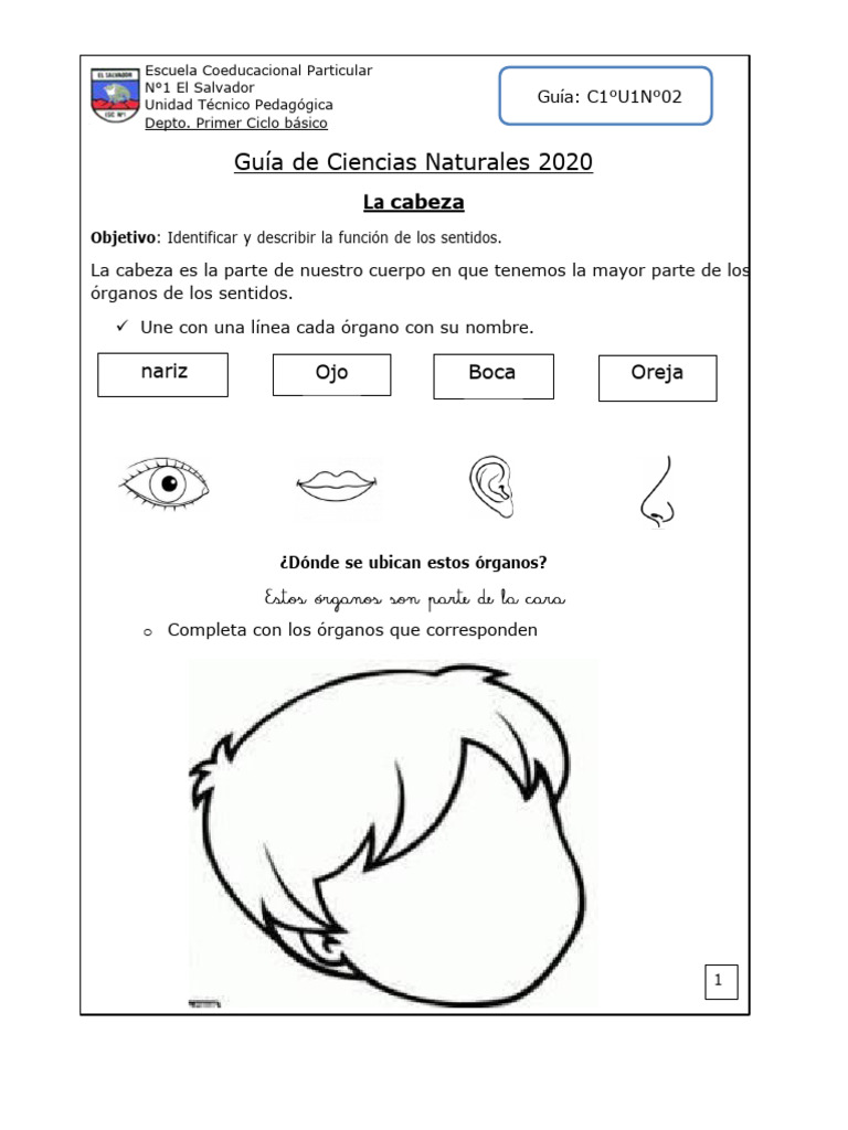 1° Básico Ciencias Guía de Trabajo Los Sentidos | PDF