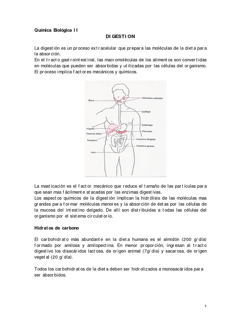 Digestión UK | PDF | Digestión | Bilis