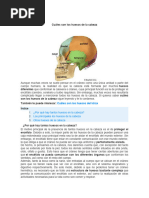 Tipos de Craneo | PDF