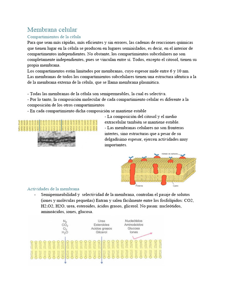 Bio Cel 3_ Membranas celulares | PDF | Membrana biológica | Membrana celular