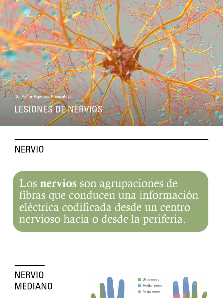 Lesion de Nerv Ios | PDF | Nervio | Mano