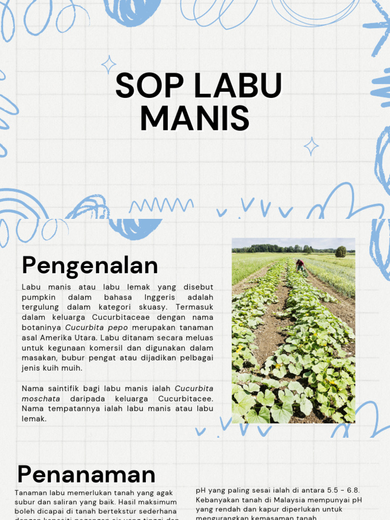 Sop Penanaman Labu | PDF
