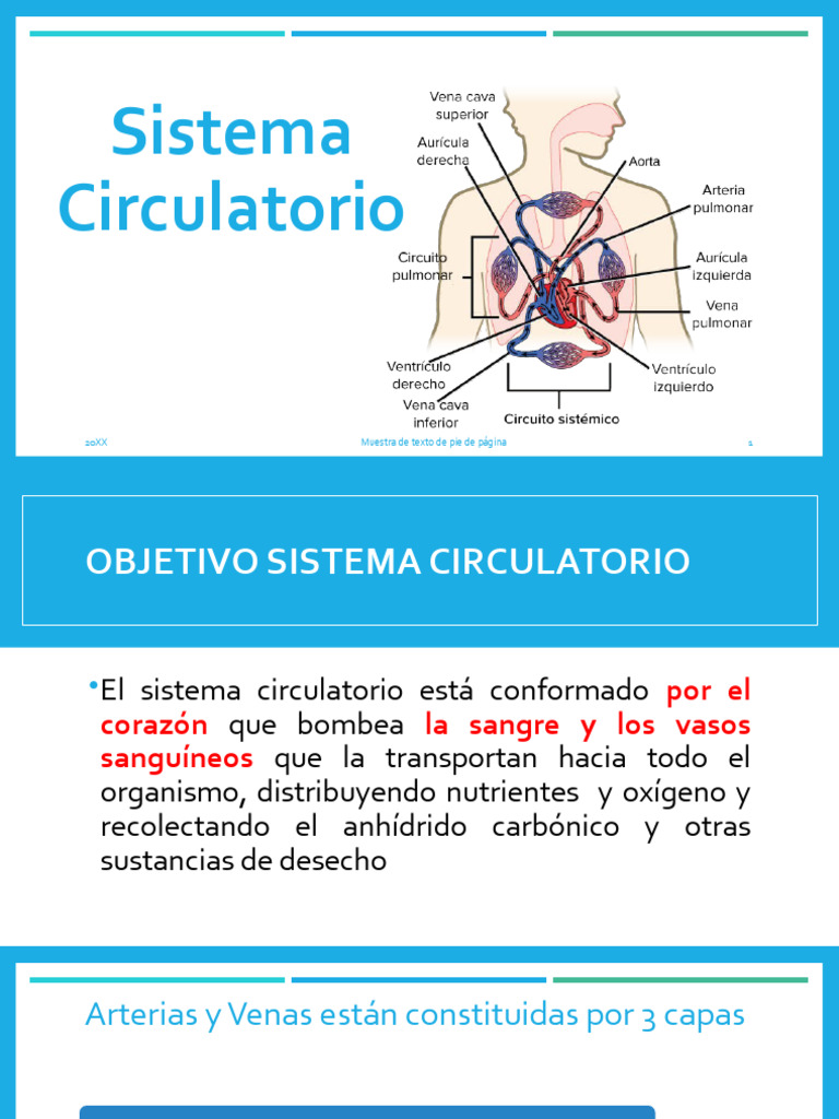 Sistema, PPT Circulatoriocurso 2024 | PDF | Corazón | Sistema circulatorio