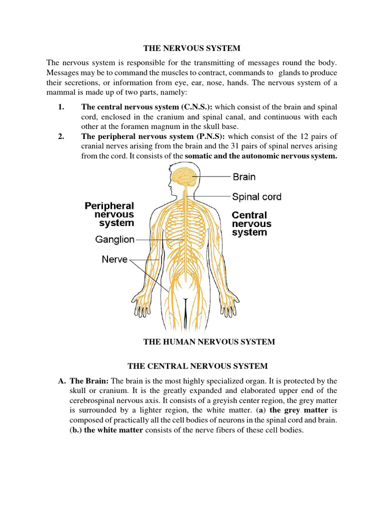 The Nervous System 2 | PDF | Cerebrum | Nervous System