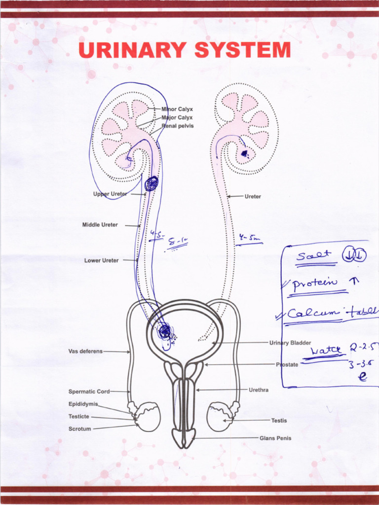 Mrinal Reports | PDF | Anatomy | Human Anatomy