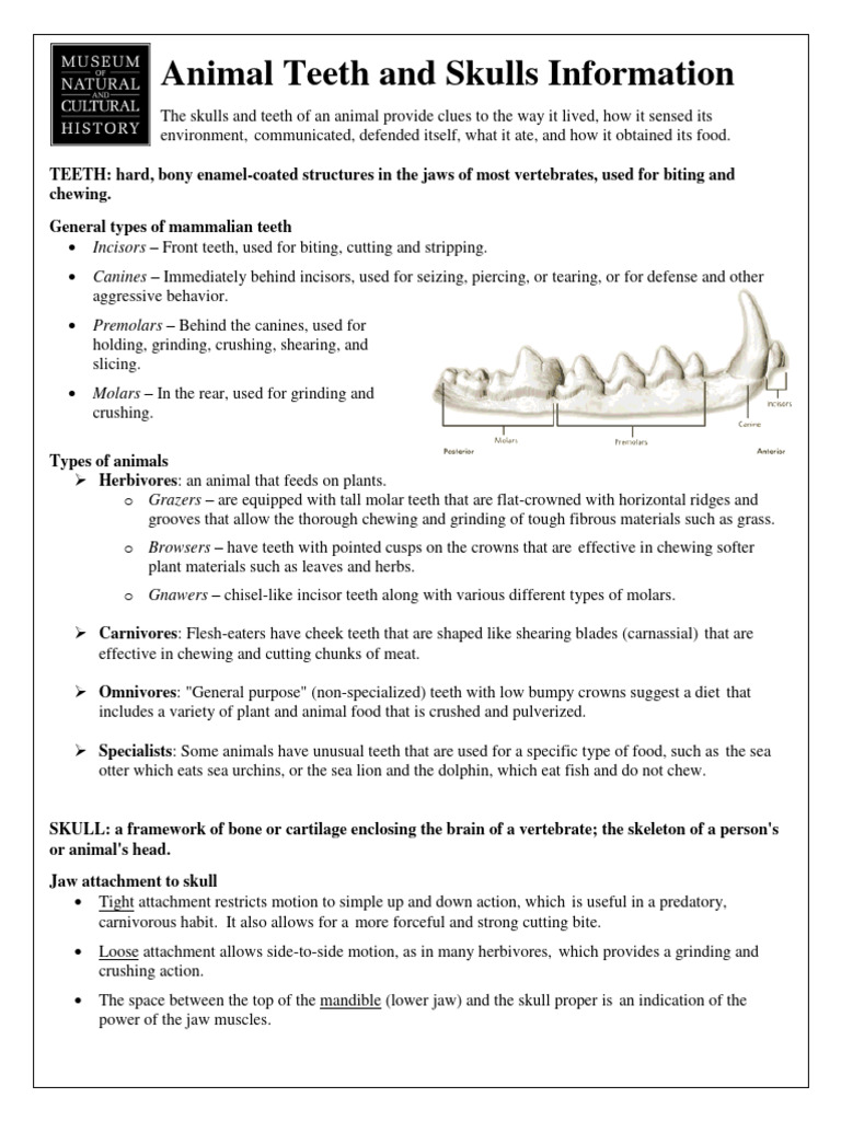 Animal Teeth and Skulls Handout | PDF | Tooth | Skull