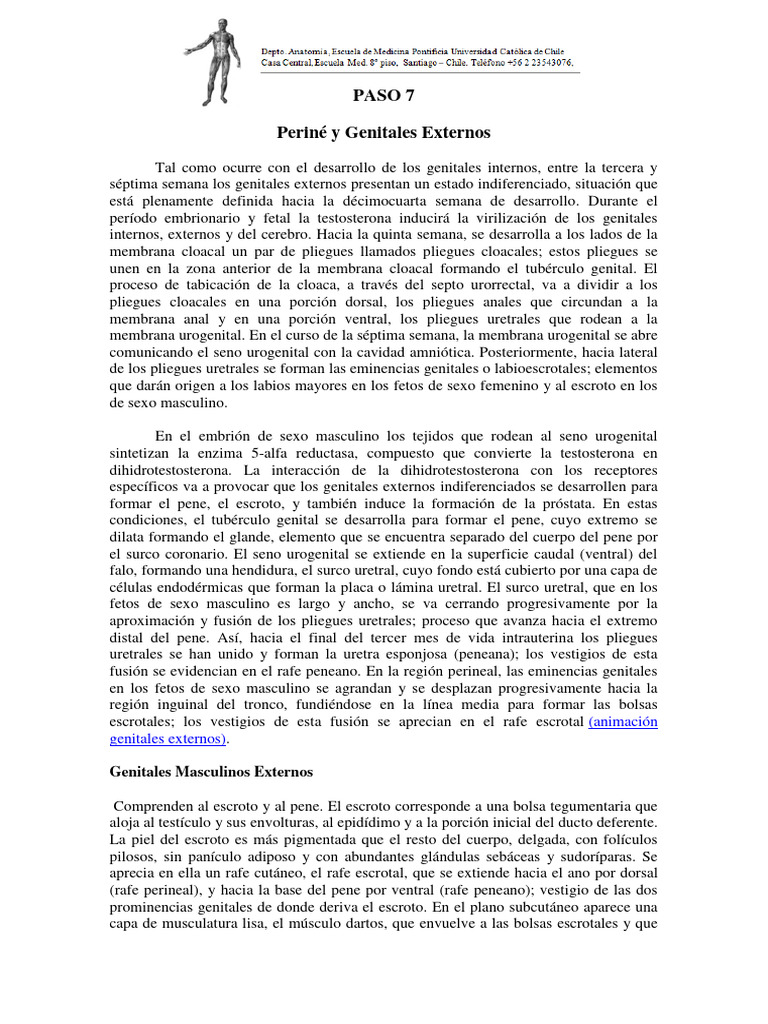 Paso 7 Periné y Genitales Externos | Descargar gratis PDF | Labios | Vagina