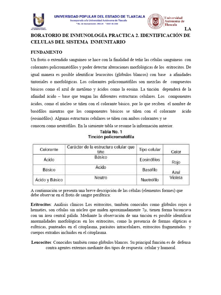 Práctica 2. Identificación de Celulas Del Sistema Inmunitario | PDF | Leucocito | Anatomía