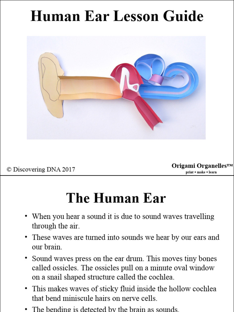 OO-030_Human_Ear_Powerpoint | PDF | Ear | Auditory System