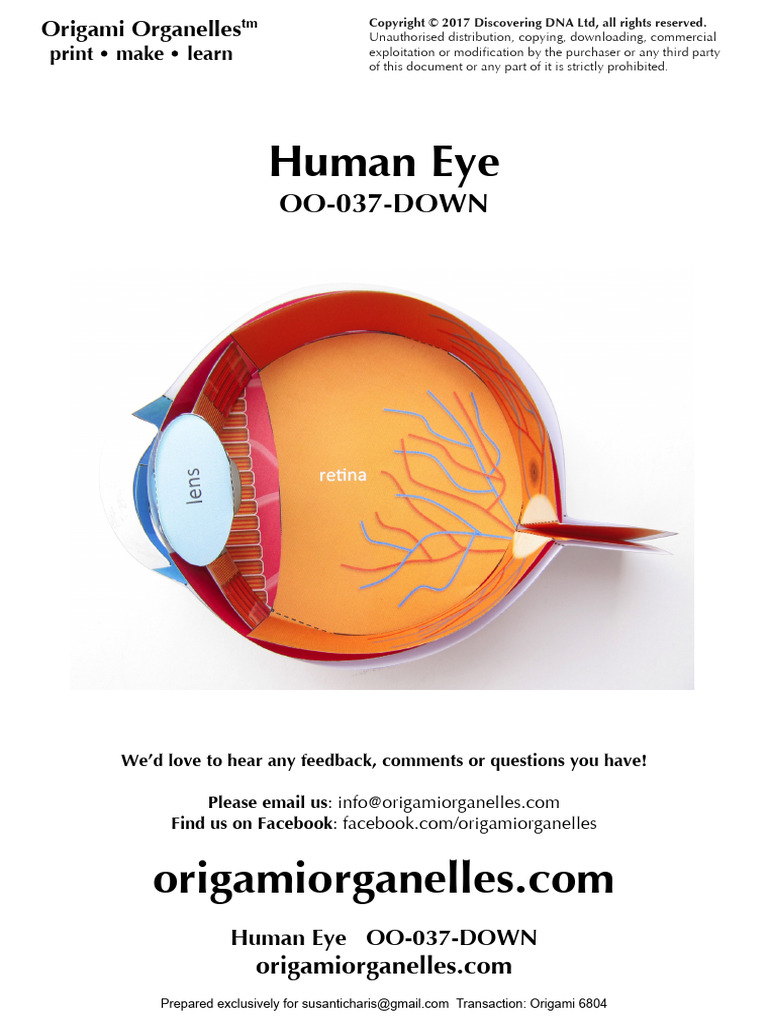 OO-037 Human Eye Manual & Templates 2020 | PDF | Eye | Human Eye
