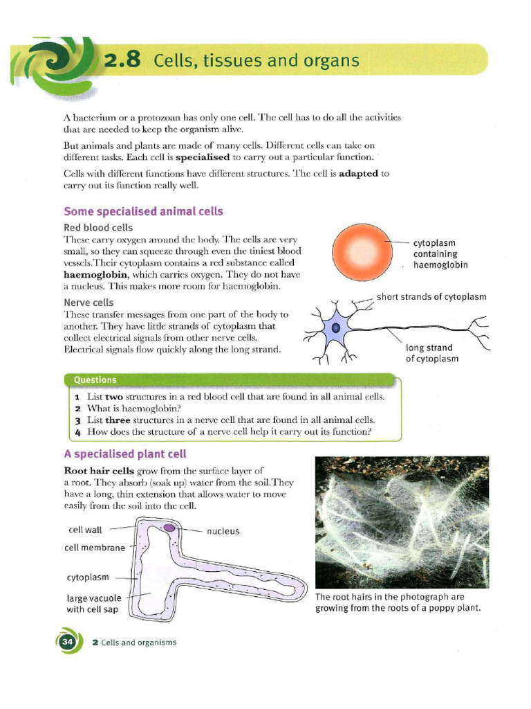 Cell Tissue Organ Pdf