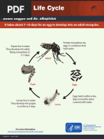 Life Cycle of Female Anopheles Mosquito | PDF | Mosquito | Fly
