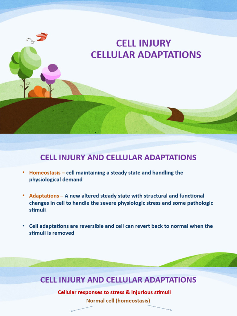 Cell Injury and Adaptations I | PDF | Epithelium | Atrophy