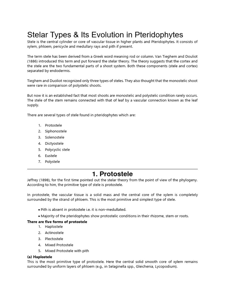 Stelar Evolution in Pteridophytes | PDF | Spore | Plants