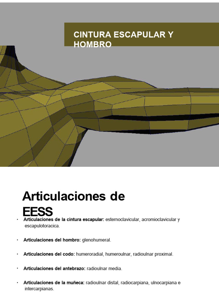 CÃ¡tedra 2. BIO1. BiomecÃ¡nica de EESS | PDF | Hombro | Articulación