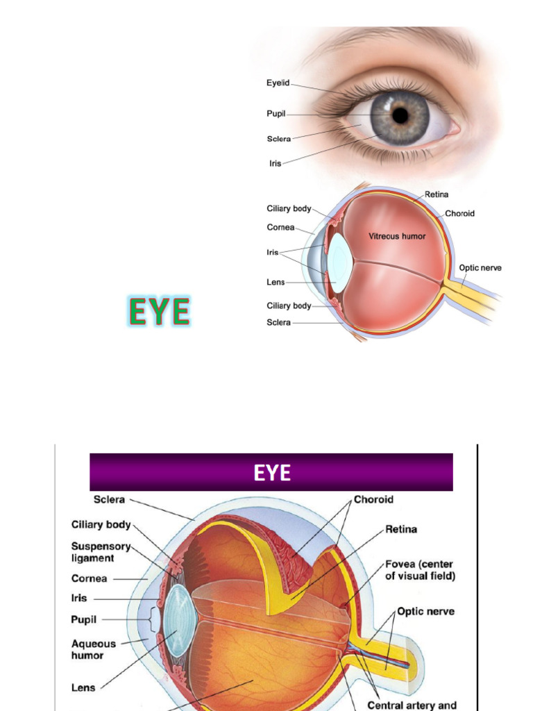 Anatomy and Physiology of EYE | PDF