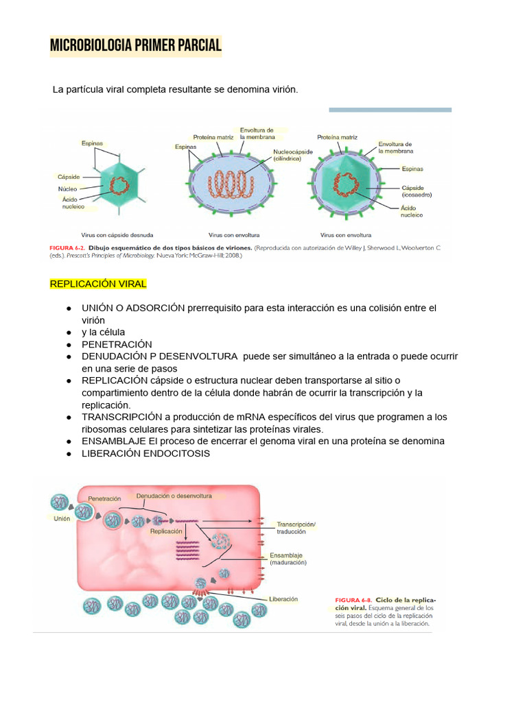 MICROBIOLOGIA PRIMER PARCIAL-1 | Descargar gratis PDF | Sistema inmune | Virus