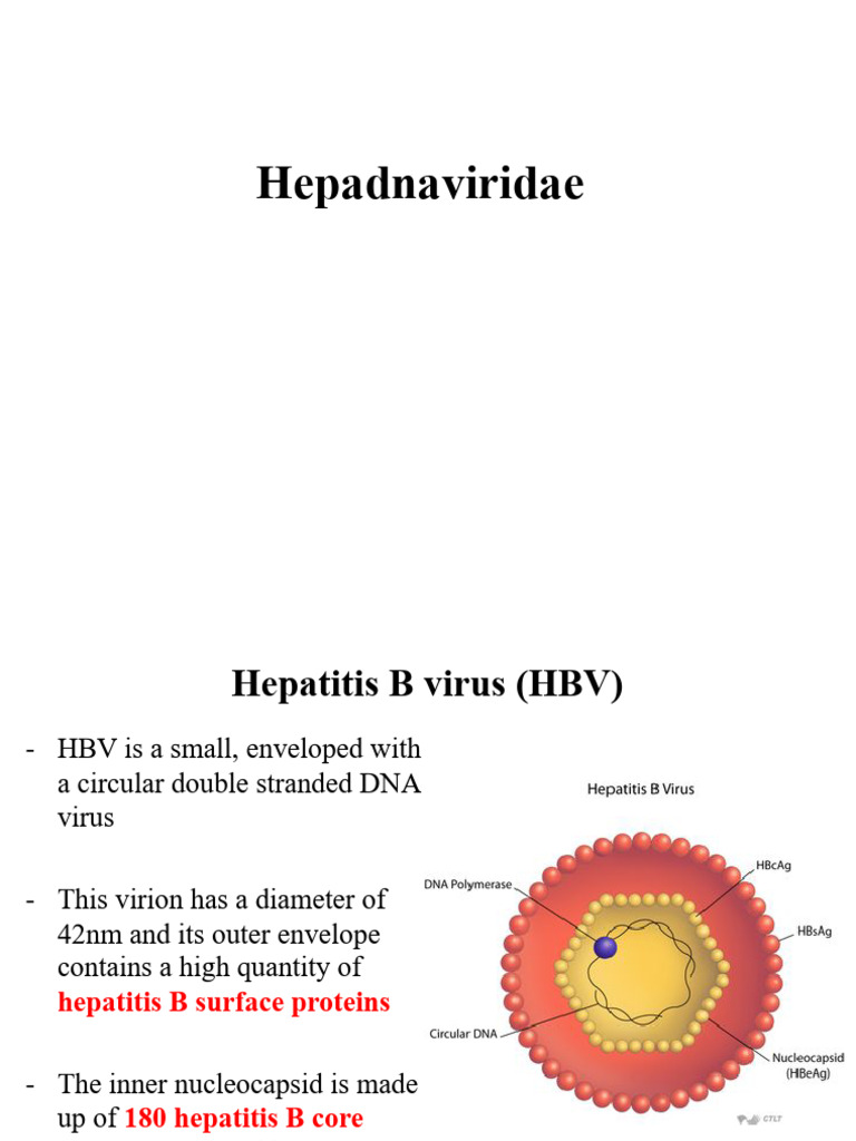 #7 Hepadnaviridae | Download Free PDF | Hepatitis B | Hepatitis