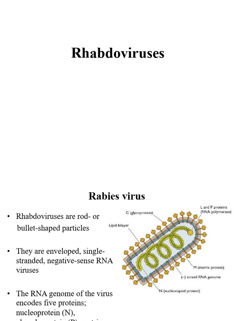 #9 Rhabdoviruses | PDF | Rabies | Virus