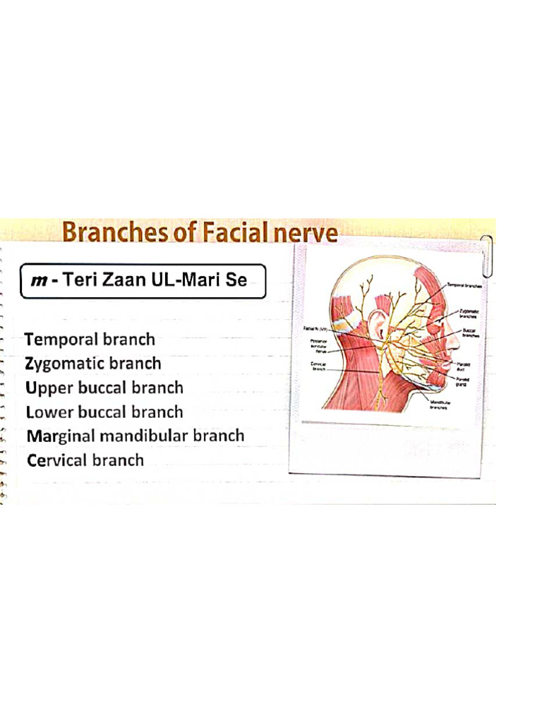 Anat Mnemonics 300lv | PDF