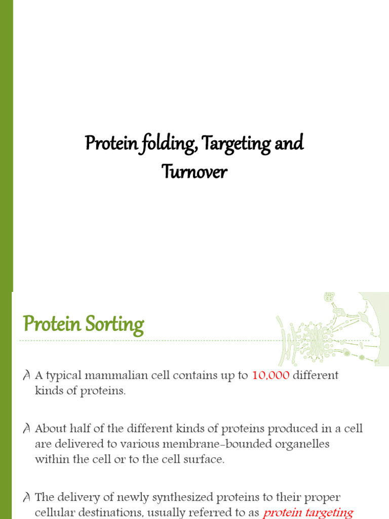 Protein Targeting and Sorting Mechanisms | PDF | Protein Targeting ...