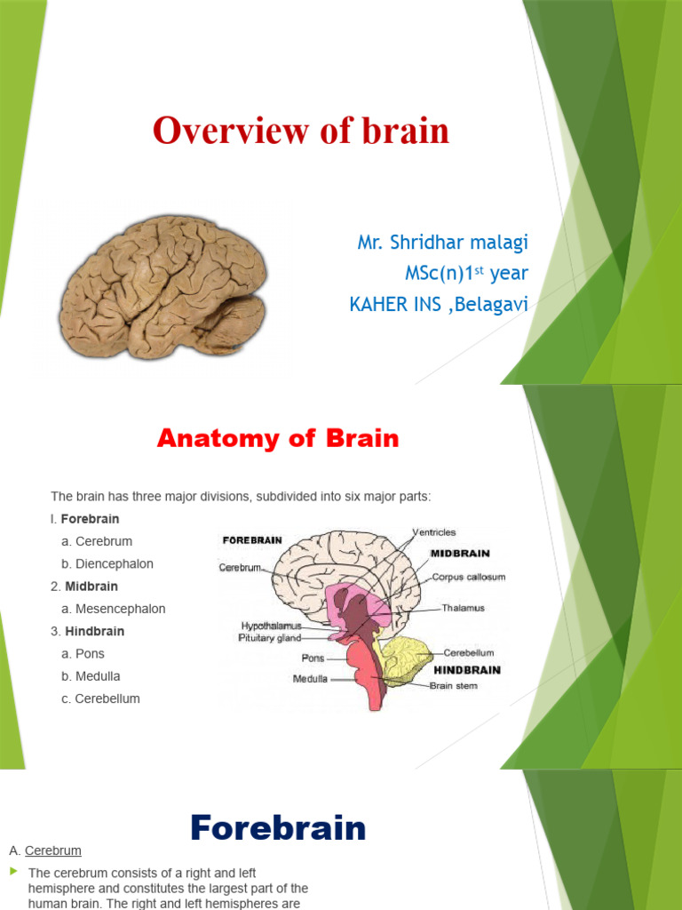 Brain | PDF | Cerebrum | Cerebral Hemisphere