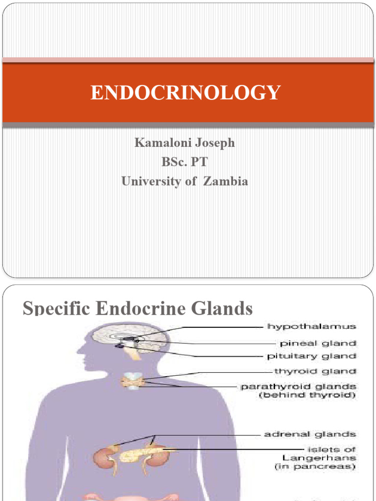 Endocrinology | PDF | Endocrine System | Adrenal Gland