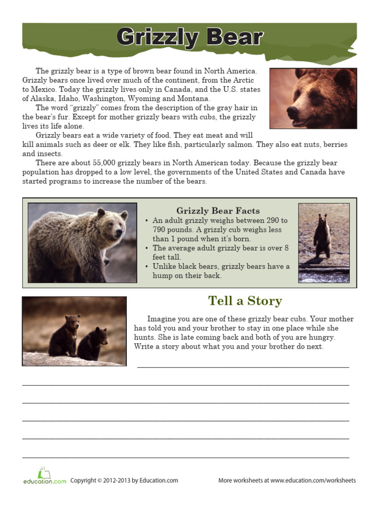 Grizzly Bear Worksheet | PDF | Grizzly Bear | Bears