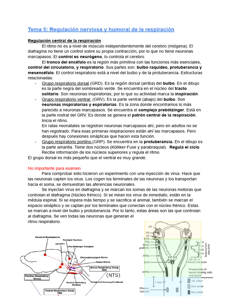 Wuolah Free Tema 5 Gulag Free | PDF | Pulmón | Sistema respiratorio
