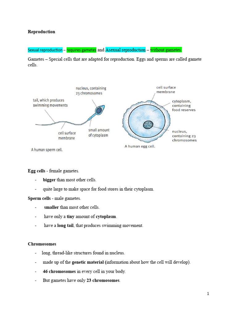 Reproduction 1 | PDF | Human Reproduction | Reproductive System