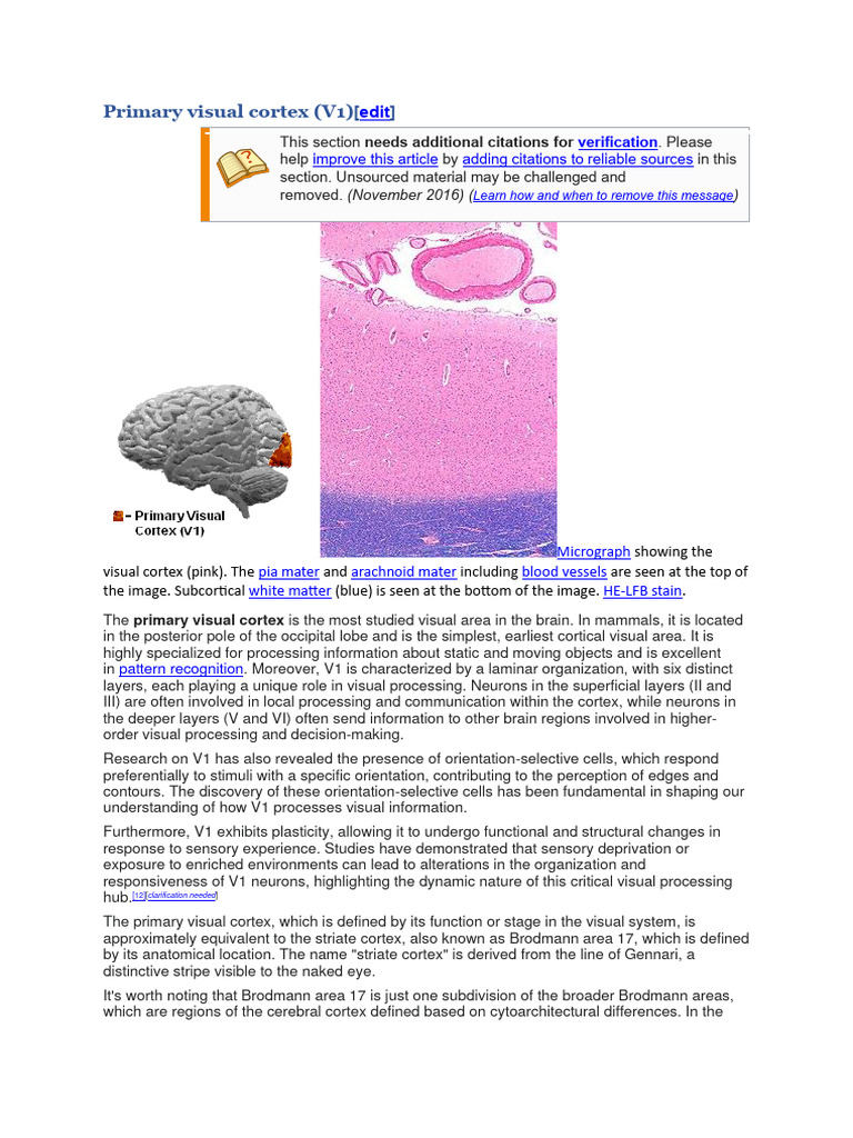 Visual Xortex | PDF | Visual Cortex | Cerebral Cortex