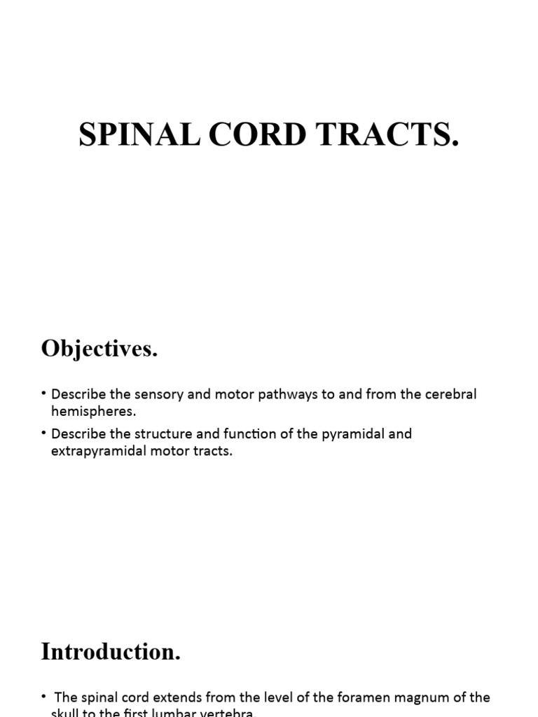 CNS 2 | PDF | Motor Neuron | Spinal Cord