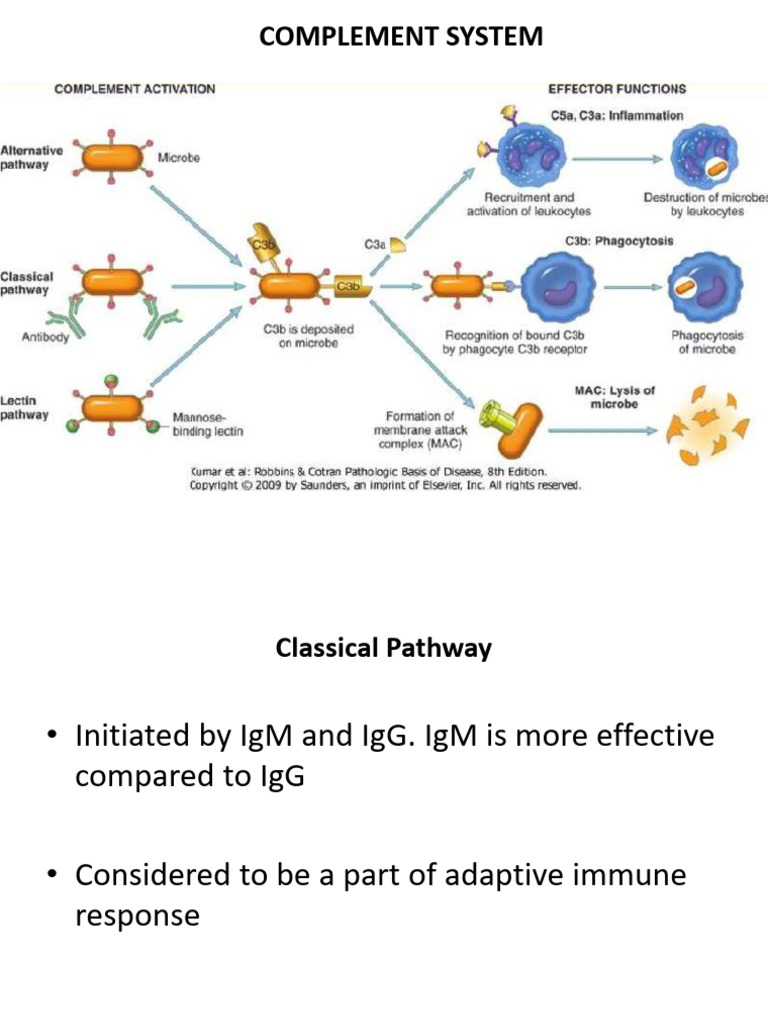 Complement +autoimmunity and Hypersensitivity | PDF | Autoimmunity | Immune System