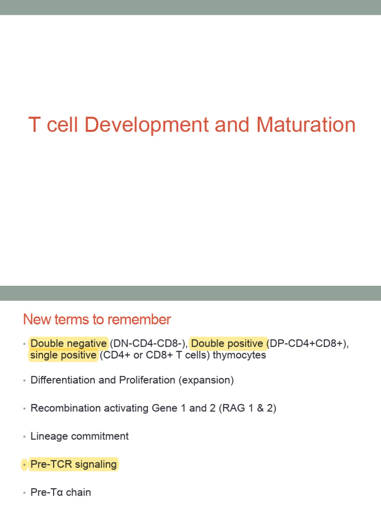 T Cell Part 1 Maturation | Download Free PDF | T Cell | Thymus