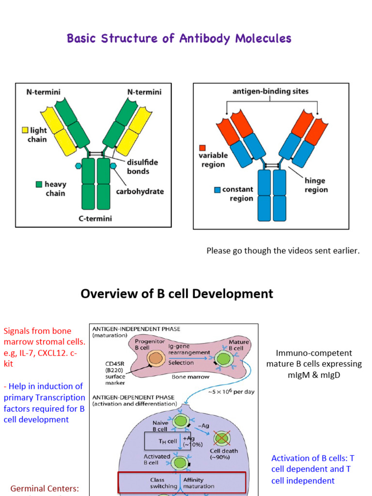 B cells | PDF | B Cell | Adaptive Immune System