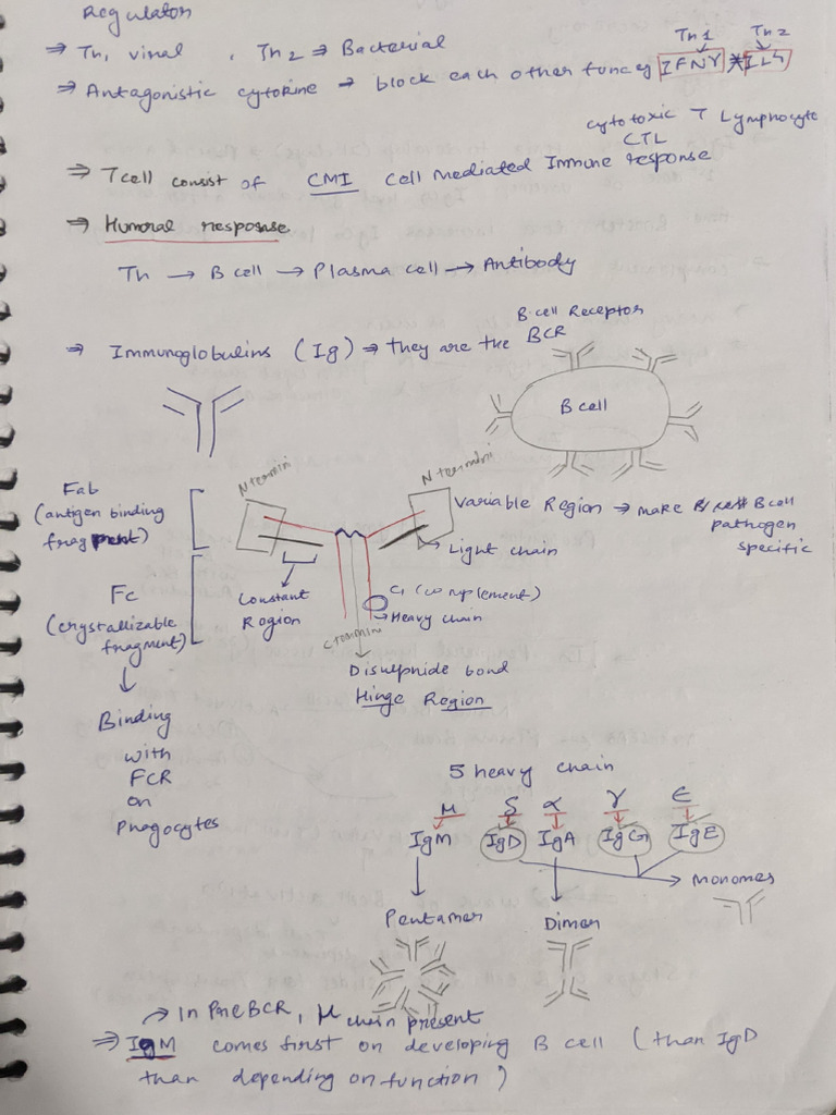 B Cell | PDF | Immunology | Cell Biology