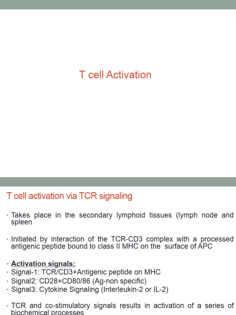 T Cell Activation and Signaling Mechanisms | PDF | Science & Mathematics