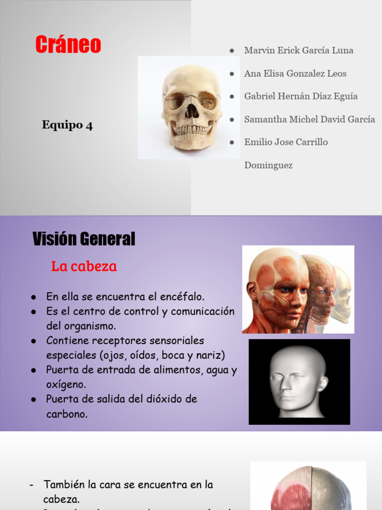 Partes Del Craneo | Descargar gratis PDF | Cráneo | Anatomía humana