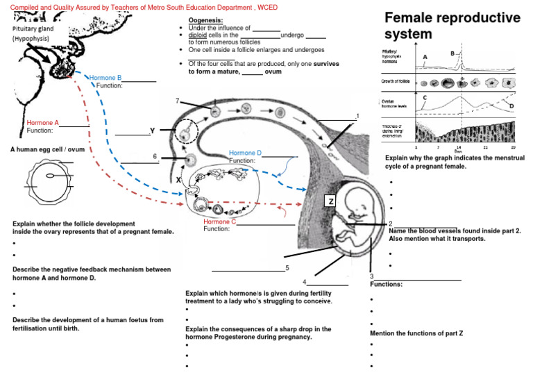 5.2female Reproductive System One Pager Eng | PDF | Biological ...