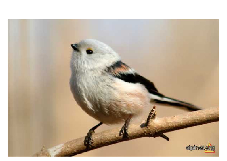 Alt Pitigoi Codat | PDF