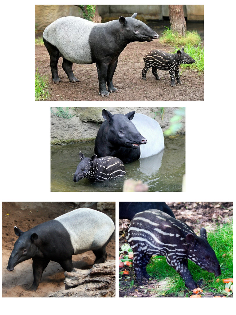 Malayan Tapir | PDF