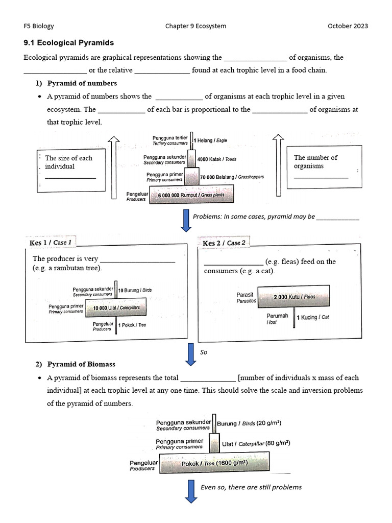 Ecological Pyramids in Ecosystems | PDF | Food Web | Ecology