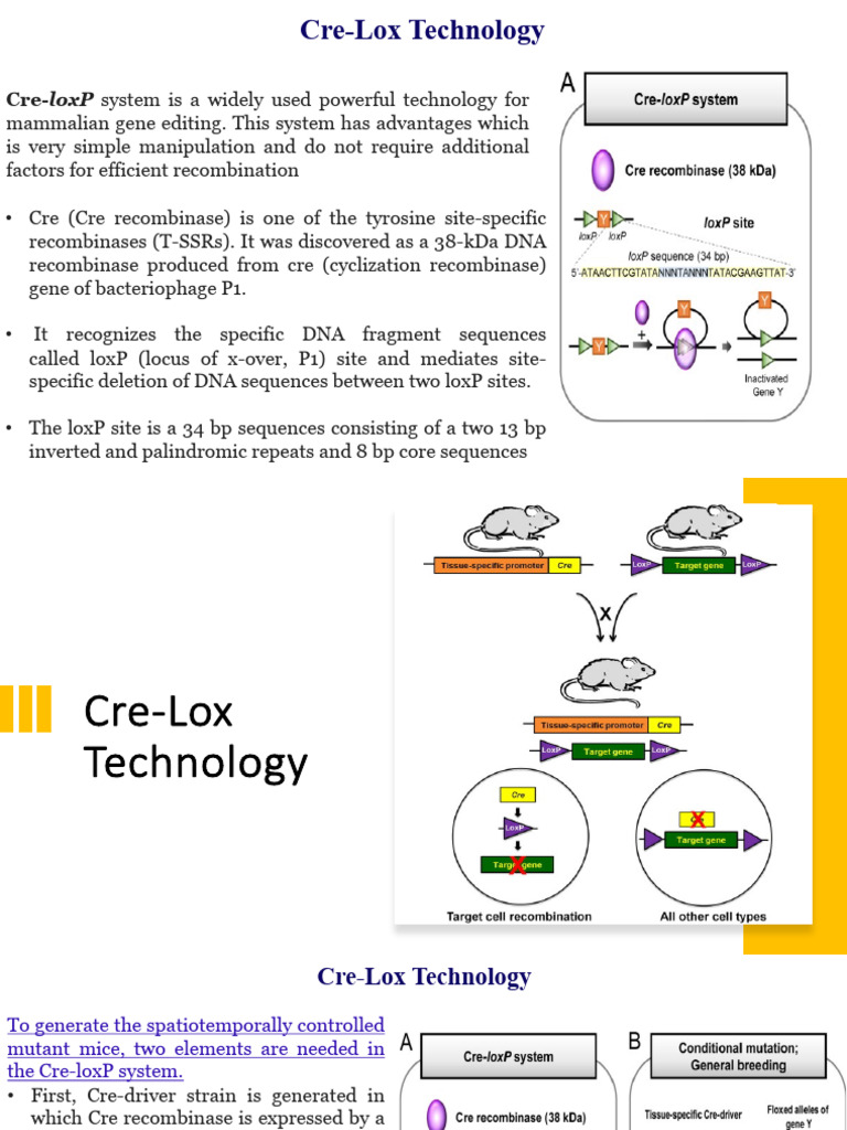 Lec 3 Gene Editing Tools Part 2 | PDF | Sense (Molecular Biology) | Rna ...