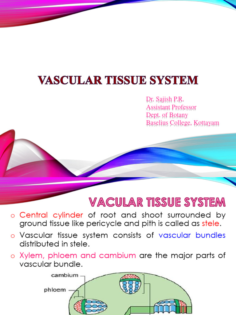 Types of Vascular Bundles Explained | PDF | Science & Mathematics