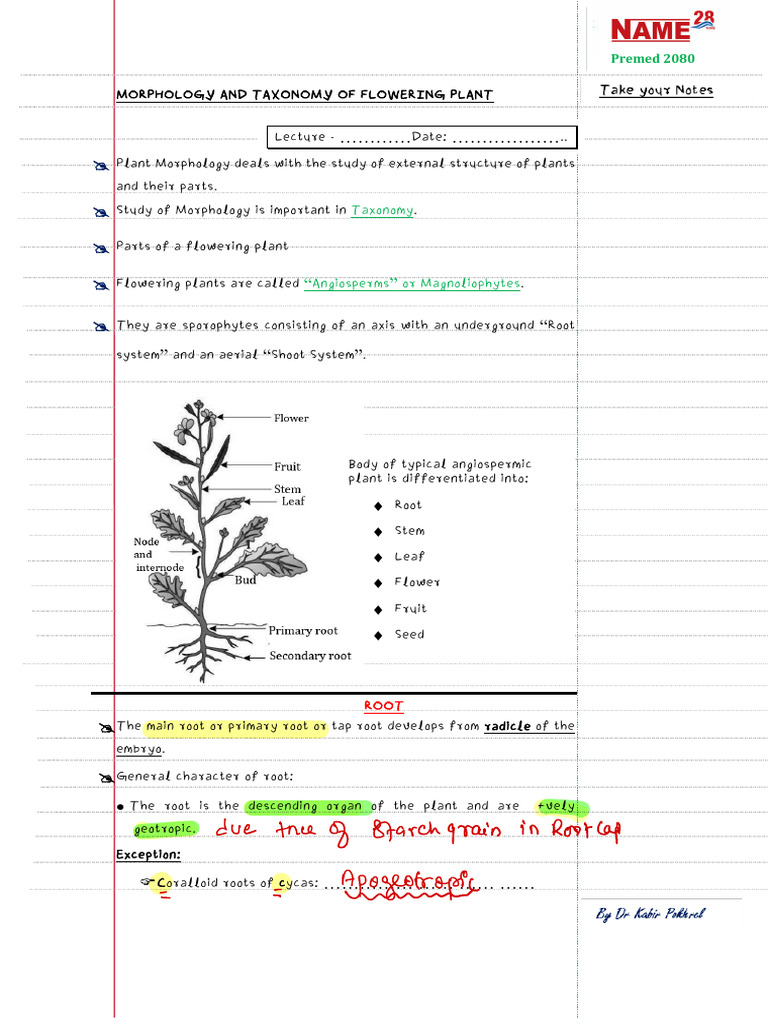 Morphology Filled Workbook | Download Free PDF | Leaf | Root